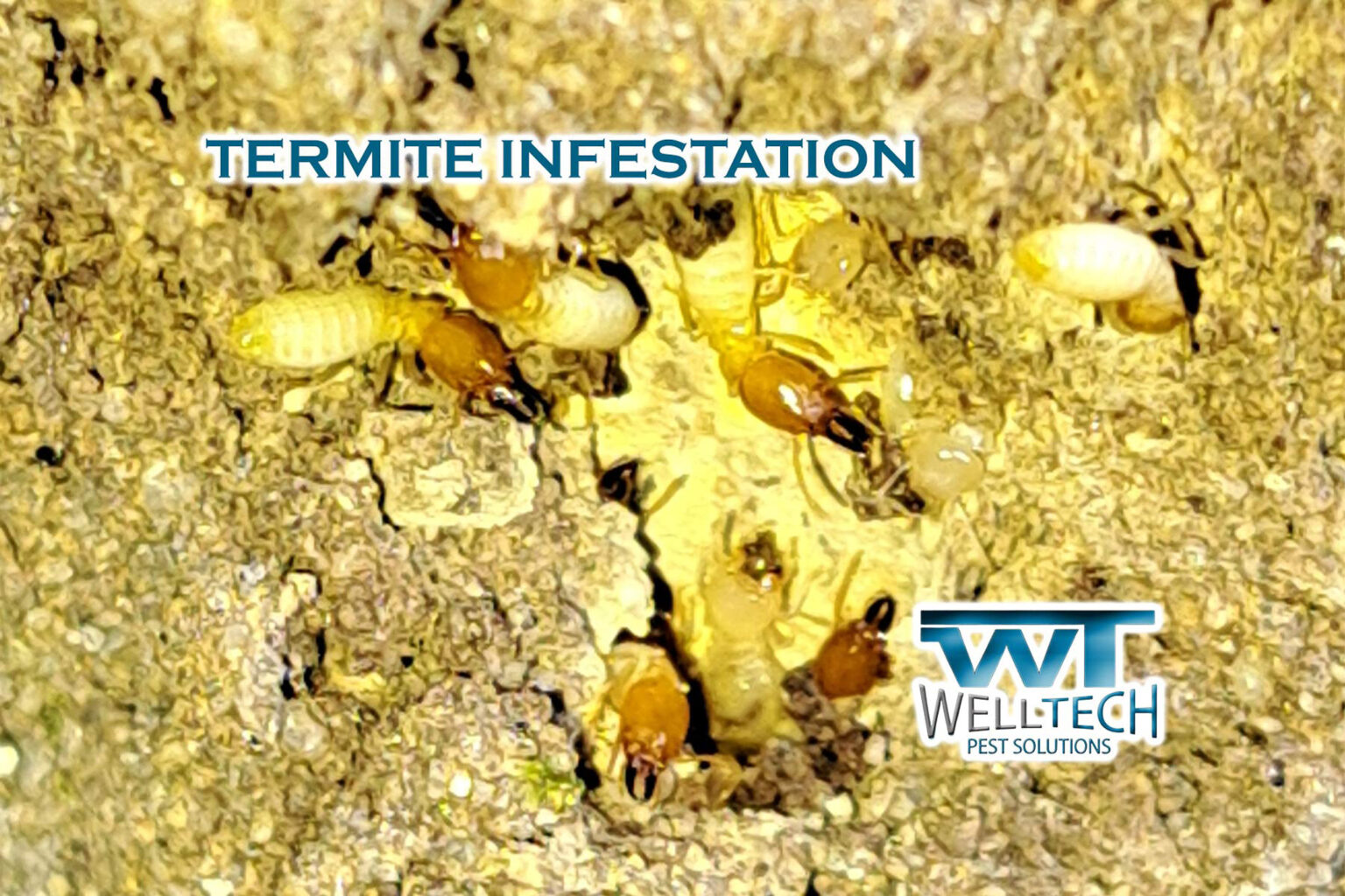 Preparing for Termite Season • WellTech Pest Solutions, LLC