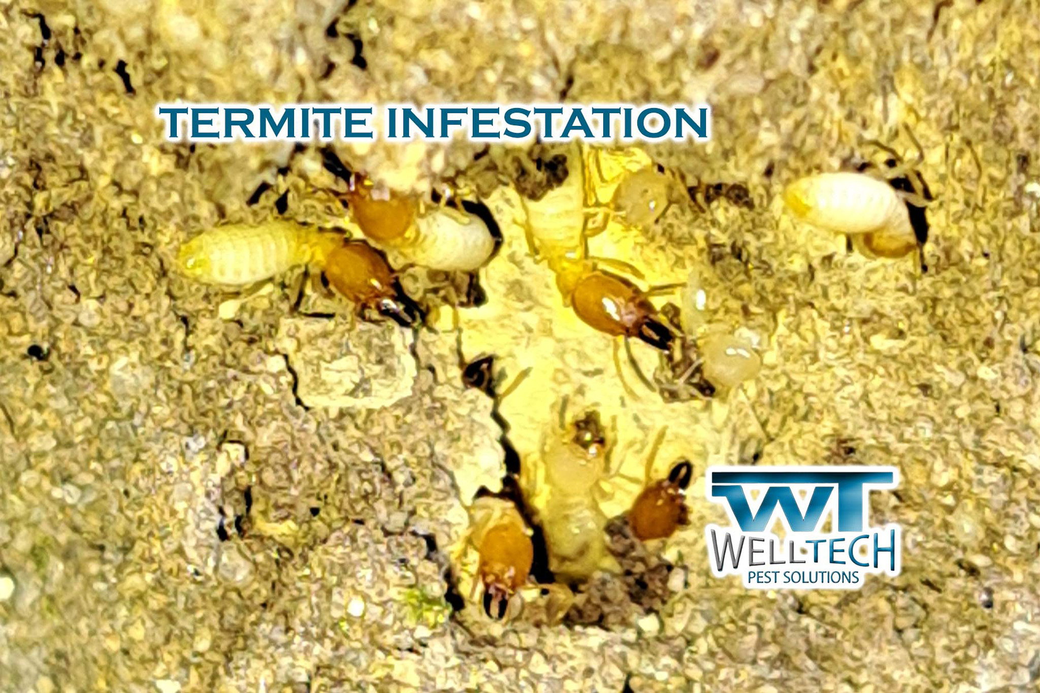 Preparing for Termite Season • WellTech Pest Solutions, LLC