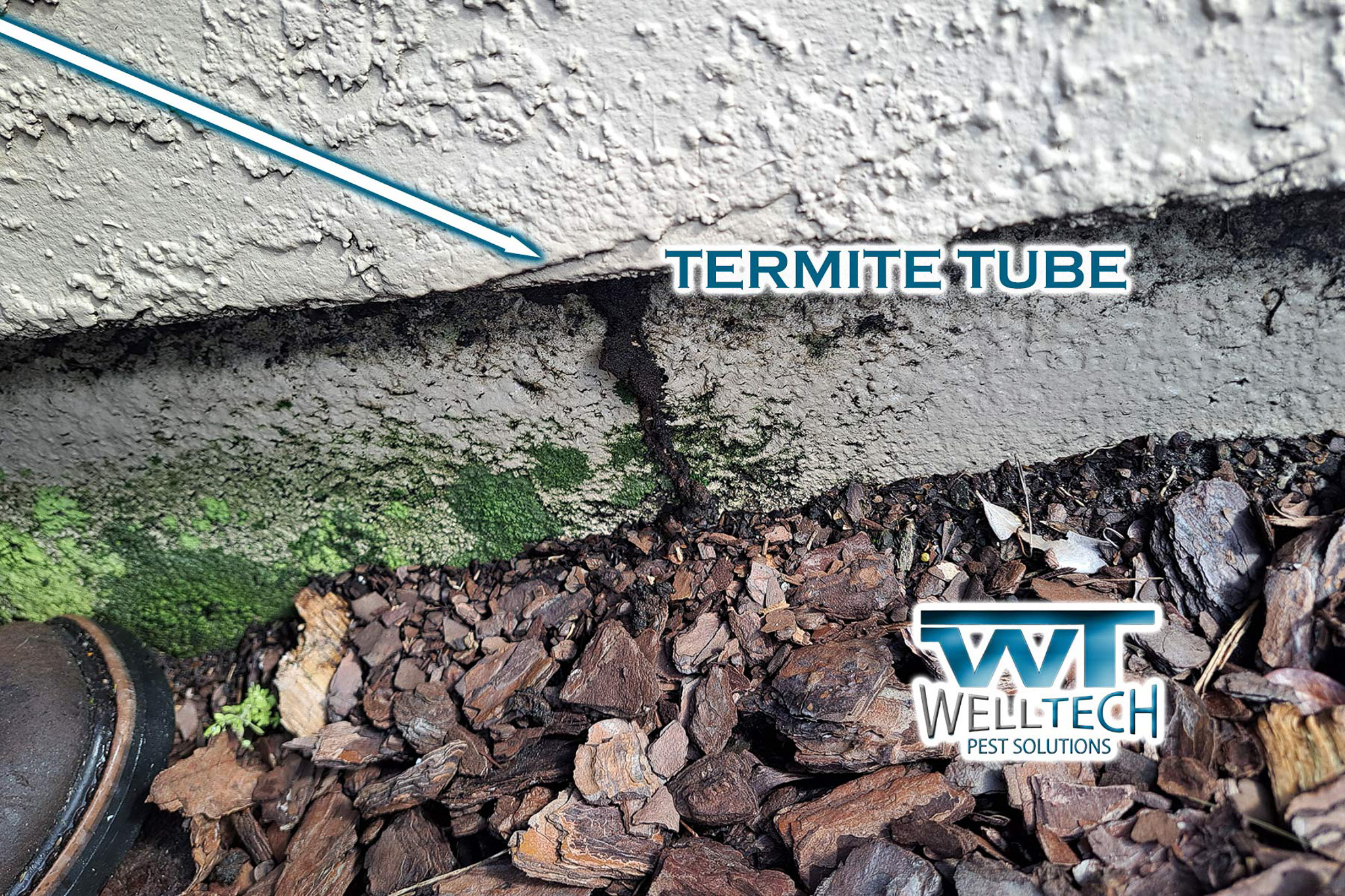 Preparing for Termite Season • WellTech Pest Solutions, LLC