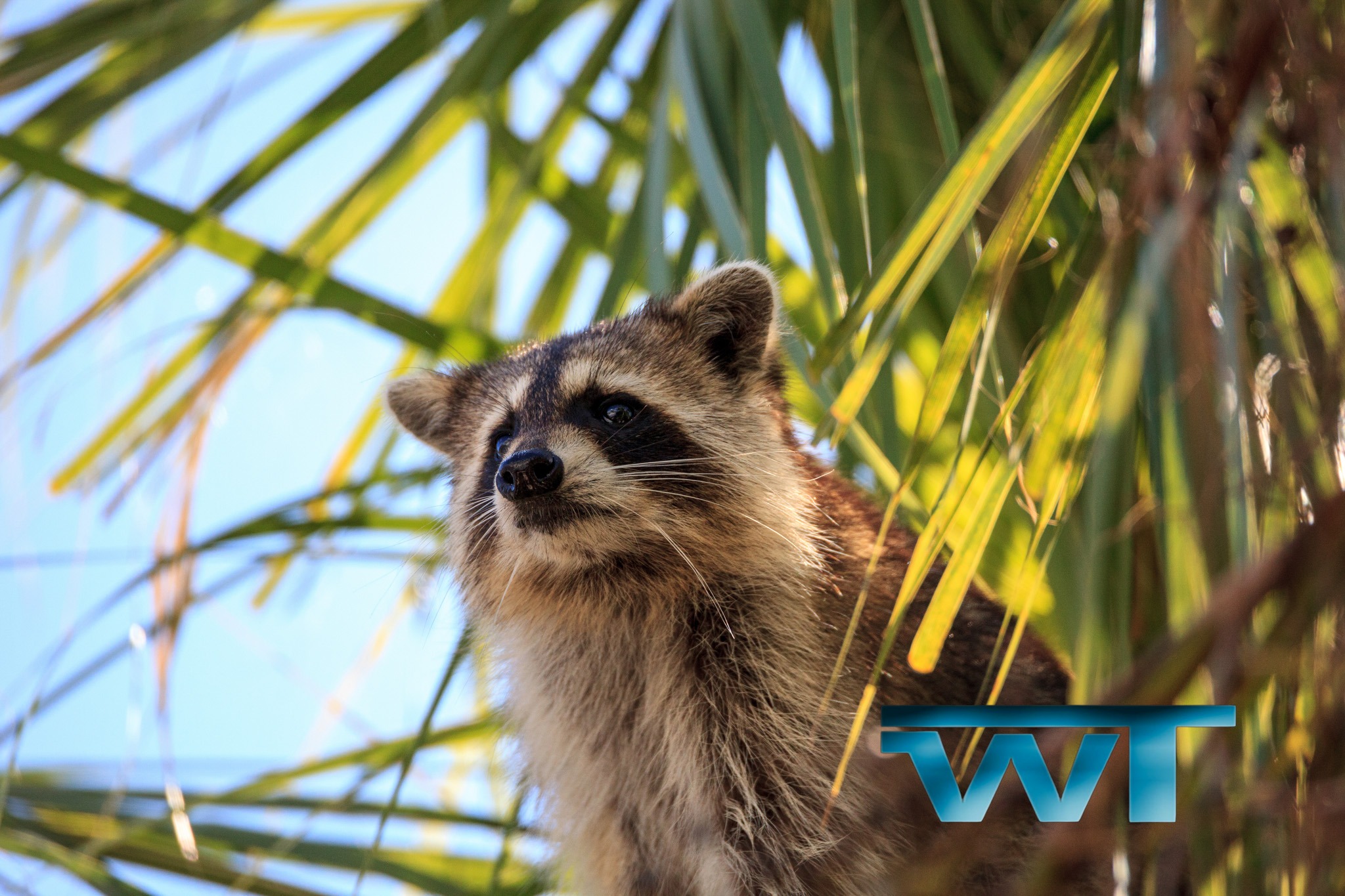 Wildlife Management – WellTech Pest Solutions, LLC